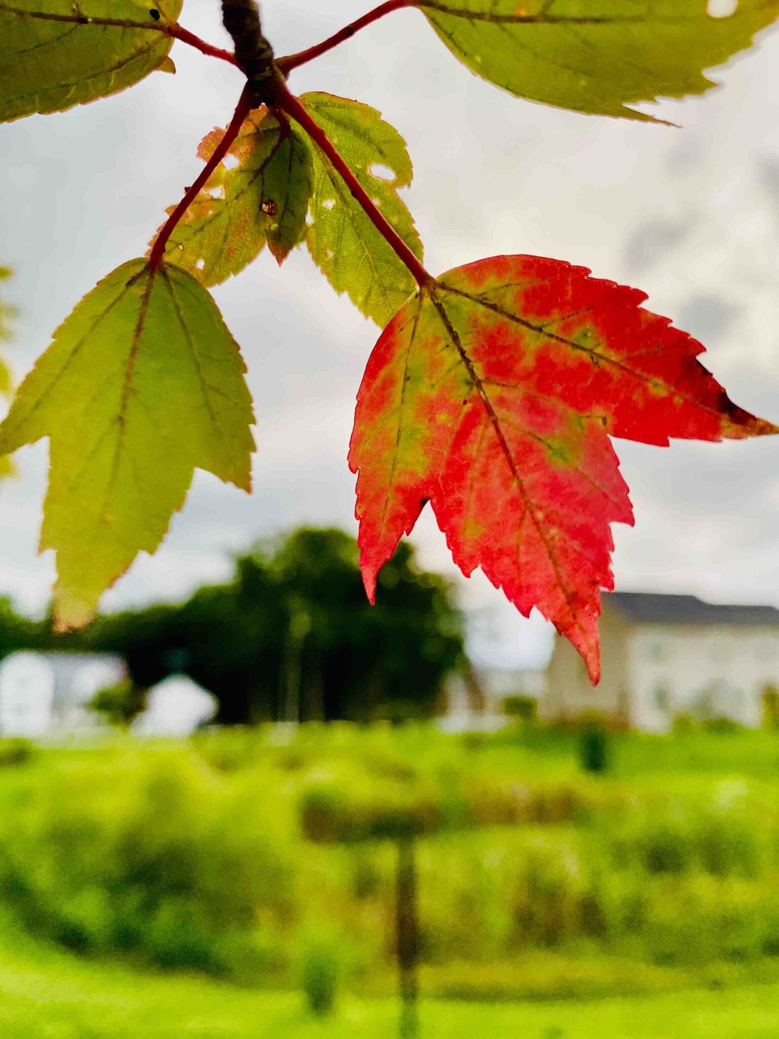 Overlea Community Association